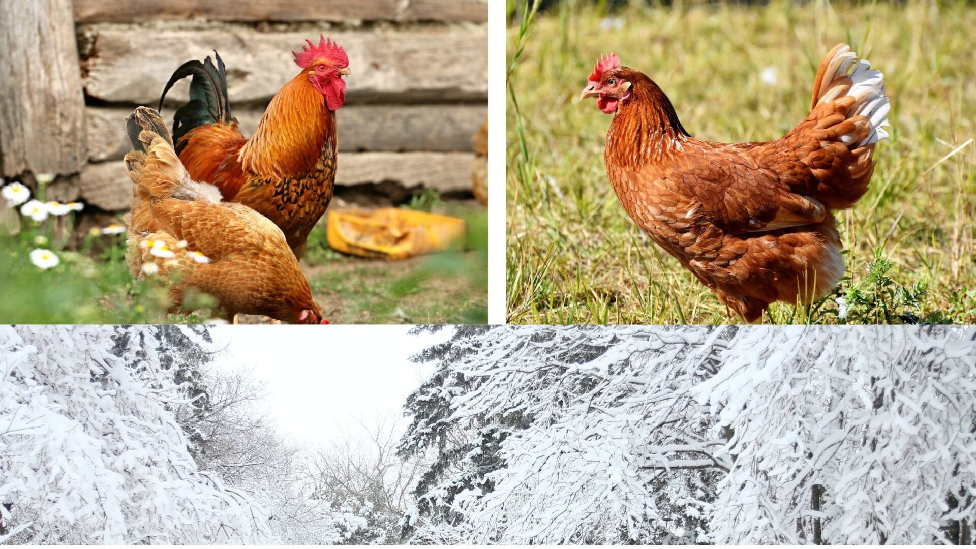 7 Tips Raising Chickens in Winter - Poultryabc.com