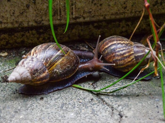 How to start snail farming: Beginners Guide - PoultryABC.com