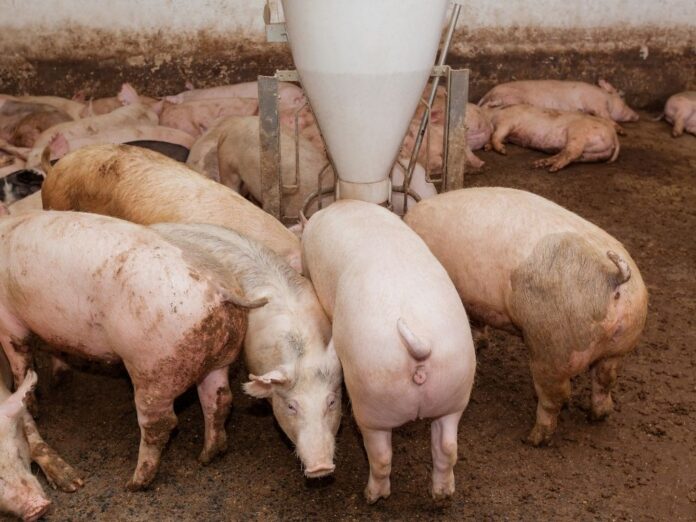 Complete Pig Farming Business Plan: How To Start A Piggery - May 2024
