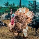 Top 10 Best Tasting Turkey Breeds - PoultryABC.com