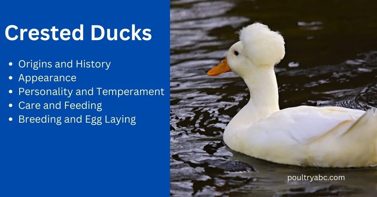 Crested Ducks: The Bird That Will Make Your Neighbors Jealous ...