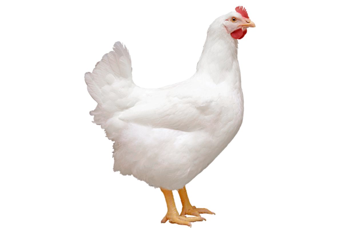 How long does Cobb 500 take to mature? - PoultryABC.com