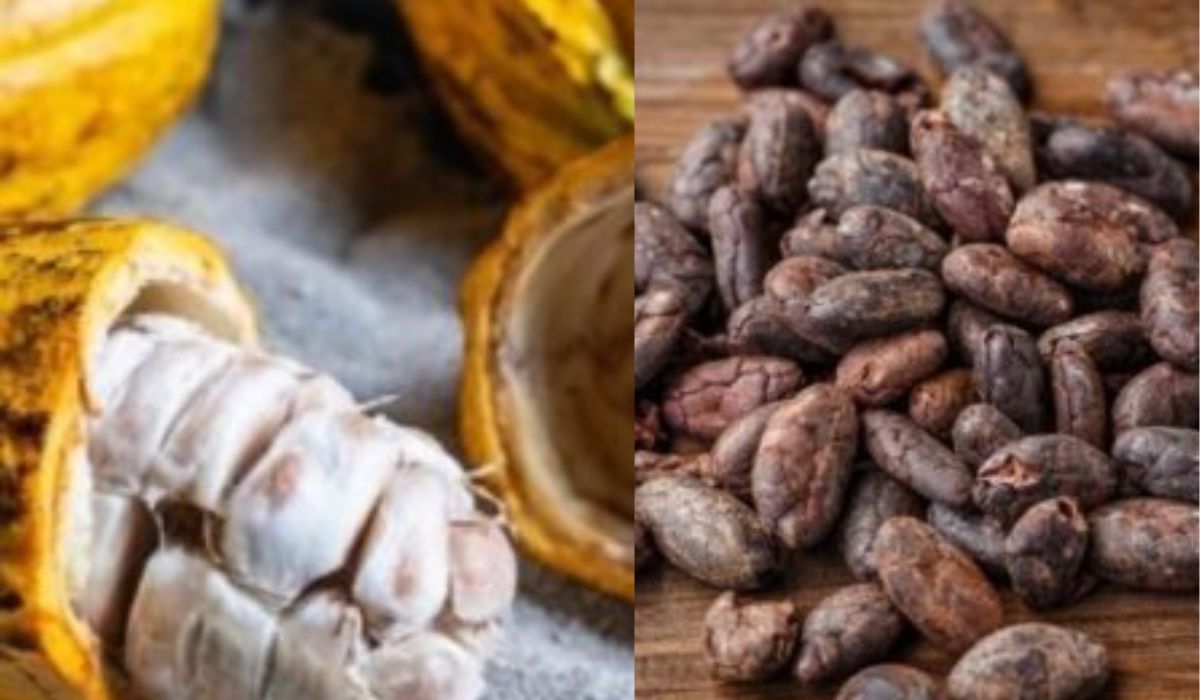 Cocoa Traceability: Ghana Cocoa Goes Digital - August 2024